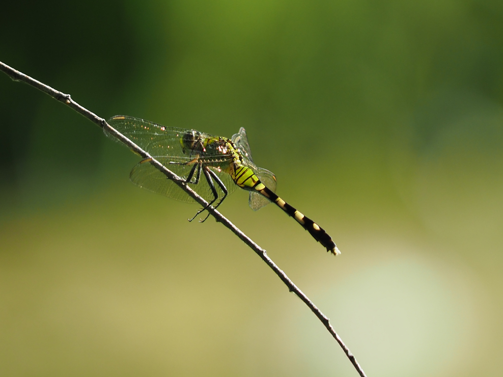 Eastern Pondhawk from Robinson Ranch, Austin, TX, USA on August 09 ...