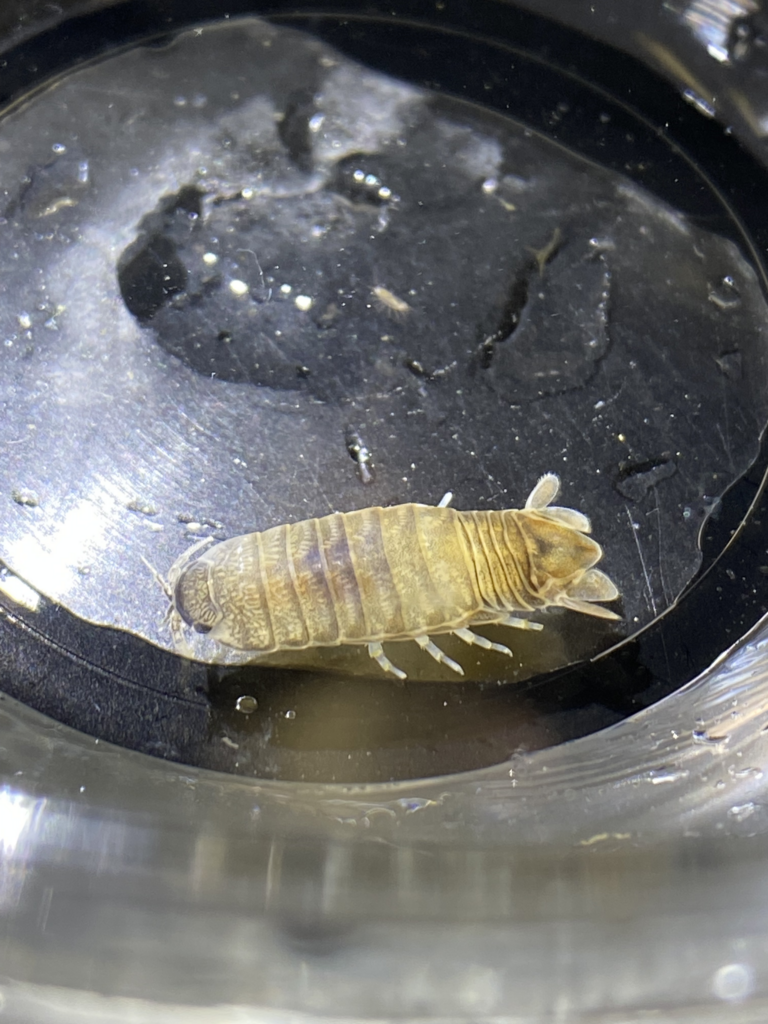 Harford's Isopod from Second Beach, Alberni-Clayoquot A, BC, Canada on ...