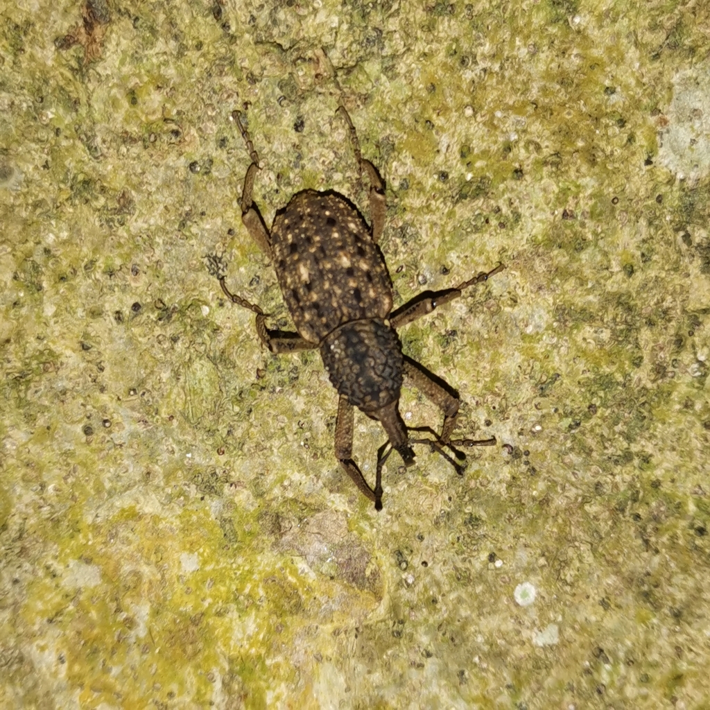 Sipalinus gigas from 云南省西双版纳傣族自治州勐腊县勐仑镇009乡道 on August 09, 2022 at 09:02 AM by Li · iNaturalist