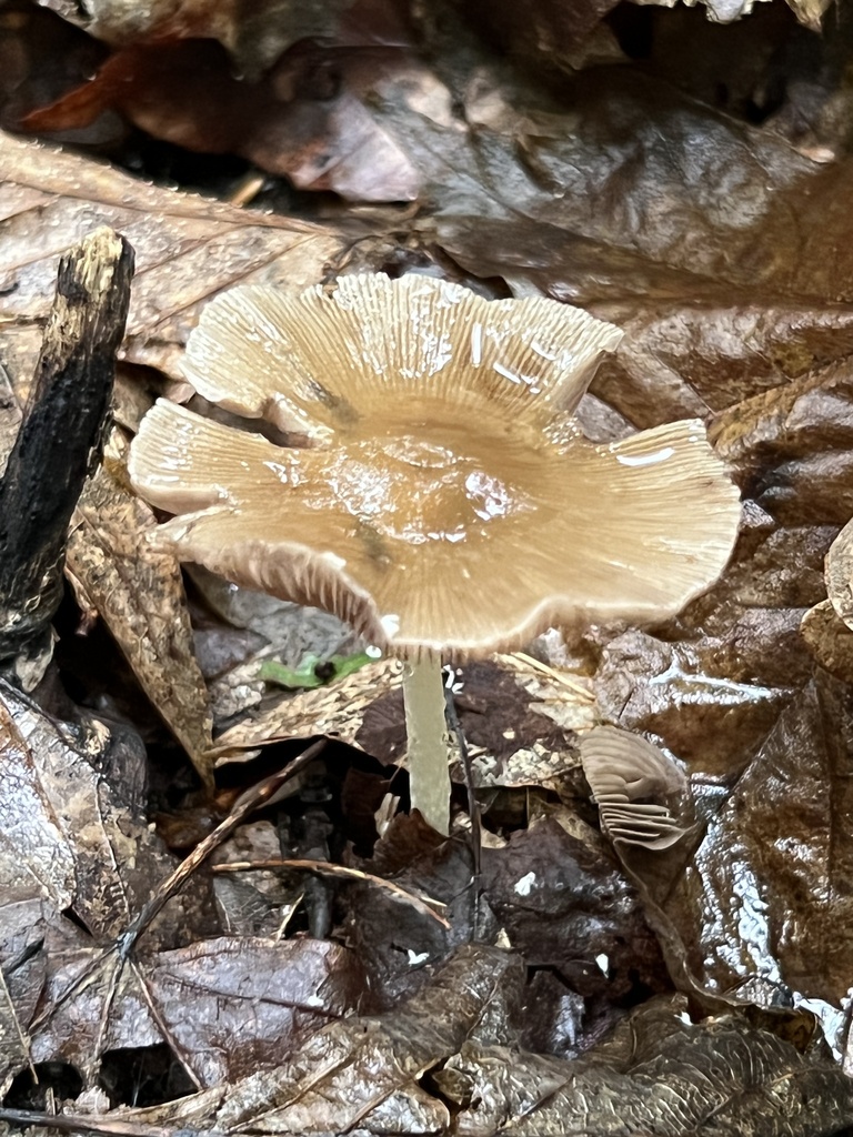 Pale Brittlestem in August 2022 by Brian Hunt. DNA confirms ID - ITS ...