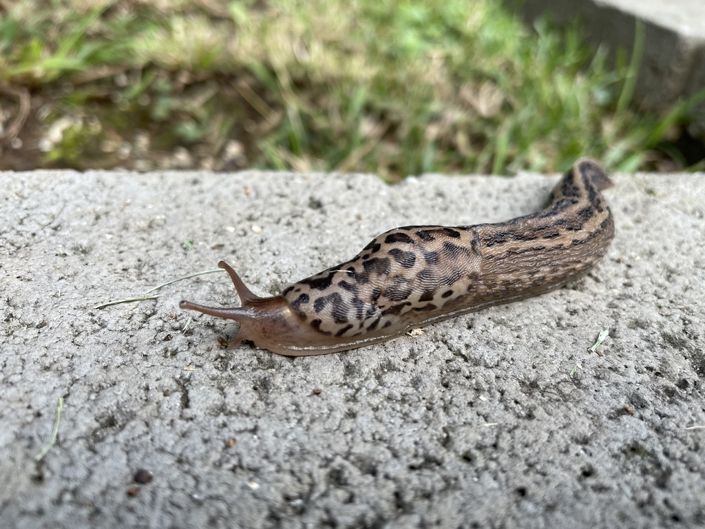 Leopard Slug from Winterset Dr, Knoxville, TN, US on 07 August, 2022 at ...