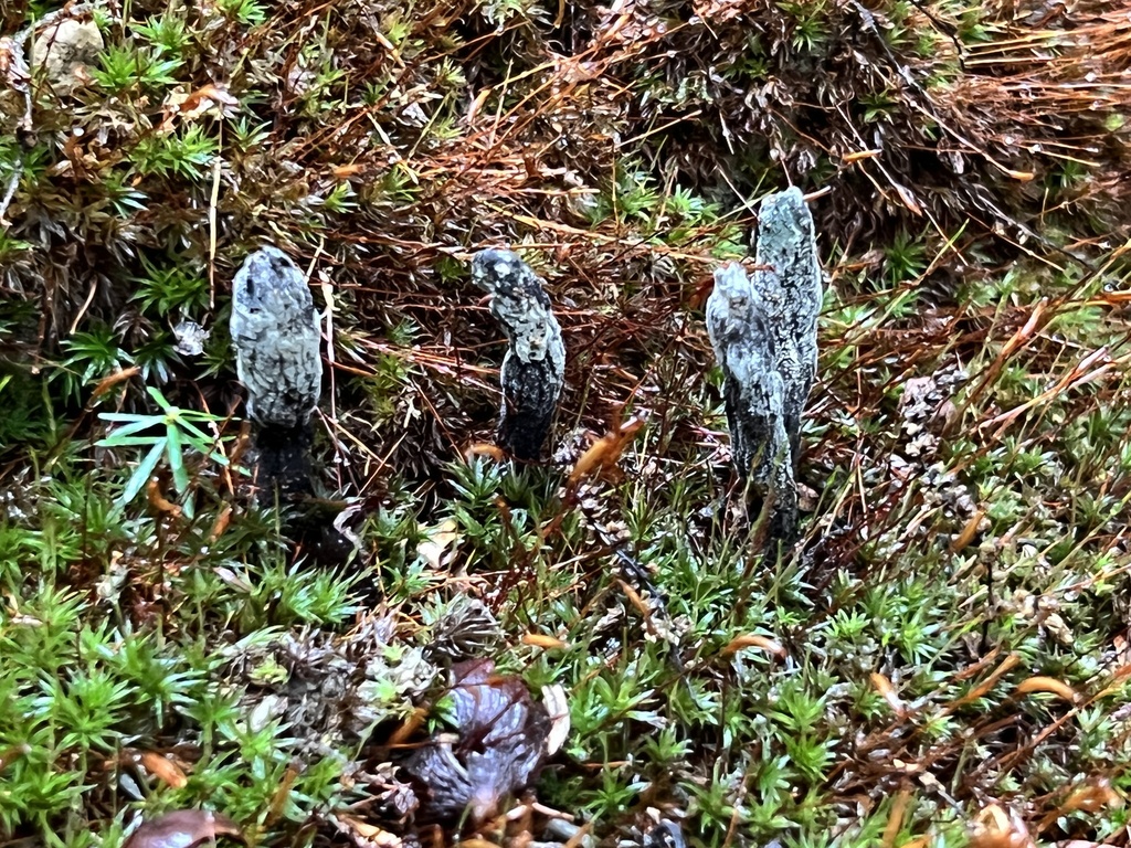 Xylaria in August 2022 by Brian Hunt. DNA ID - ITS - Nanopore ...