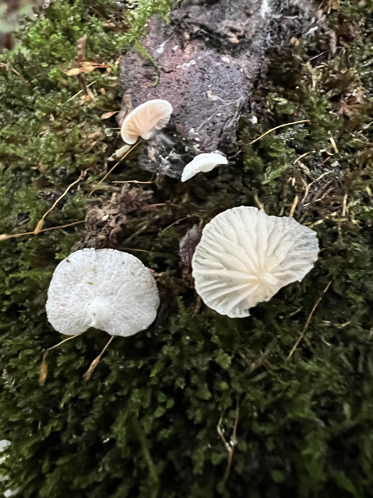 Claudopus in August 2022 by Brian Hunt · iNaturalist