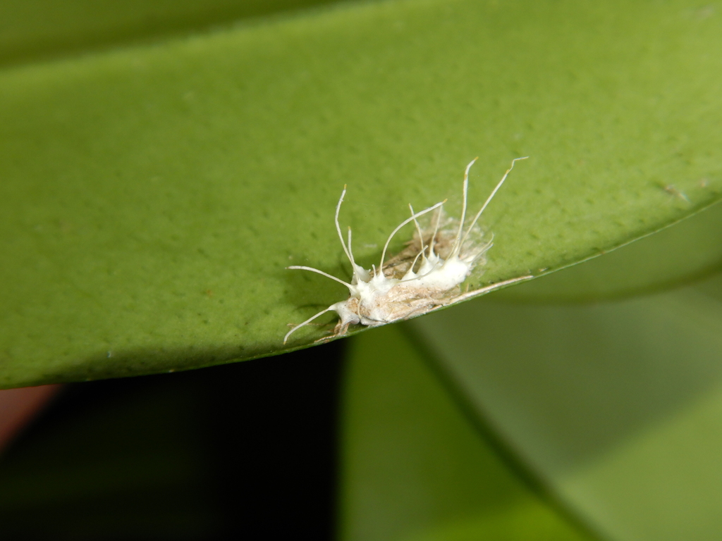 Akanthomyces tuberculatus from Mirani, Queensland, Australia on August ...