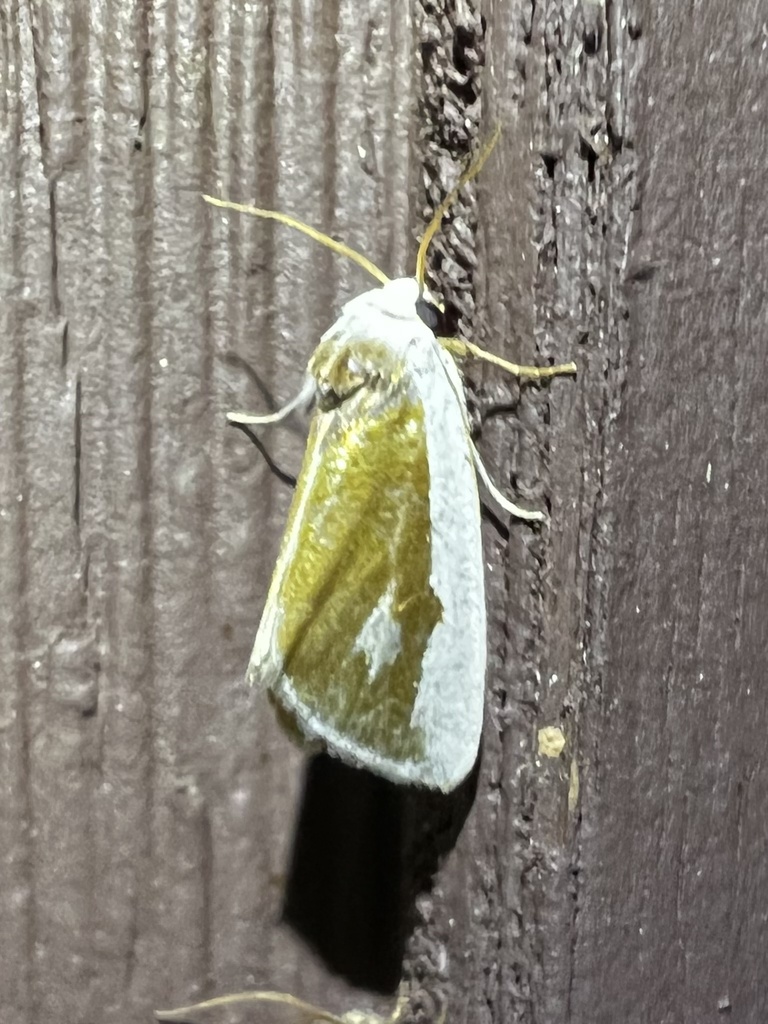 Poetry Moth from Coronado National Forest, Rio Rico, AZ, US on July 31 ...