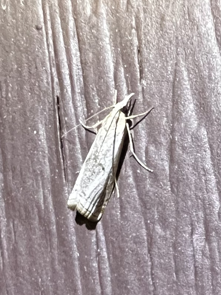 Crambini from Coronado National Forest, Rio Rico, AZ, US on July 31 ...
