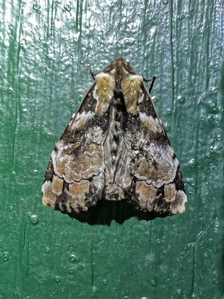 whaleback moth from Coronado National Forest, Rio Rico, AZ, US on July ...