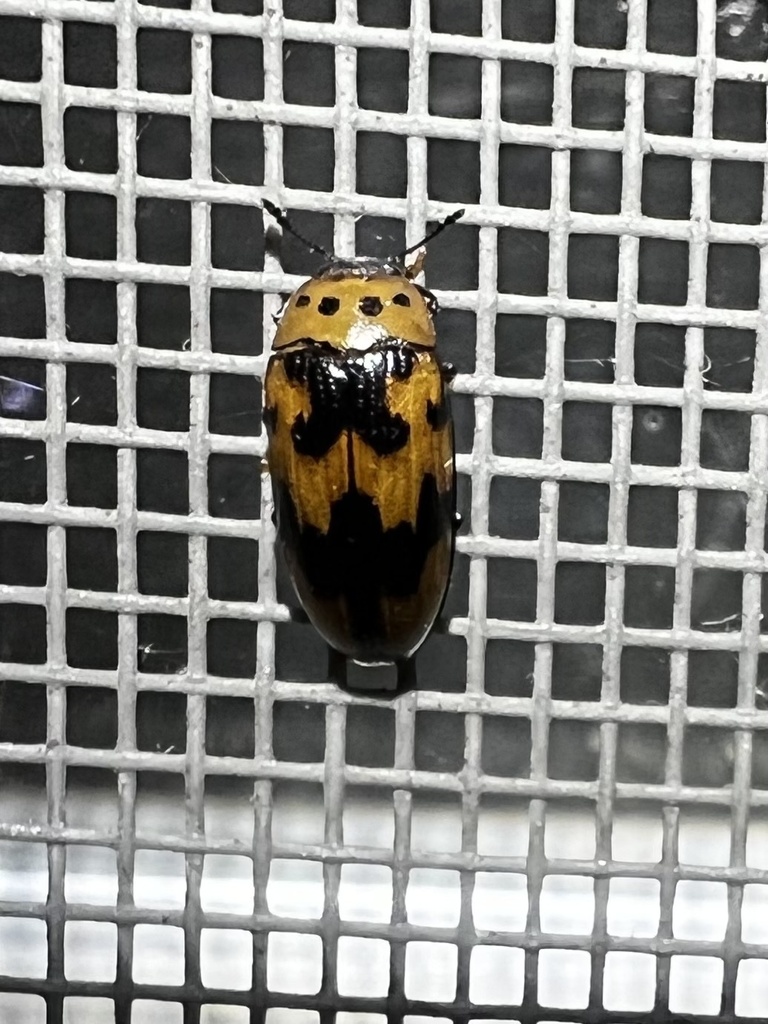 Four-spotted Fungus Beetle from Coronado National Forest, Rio Rico, AZ ...