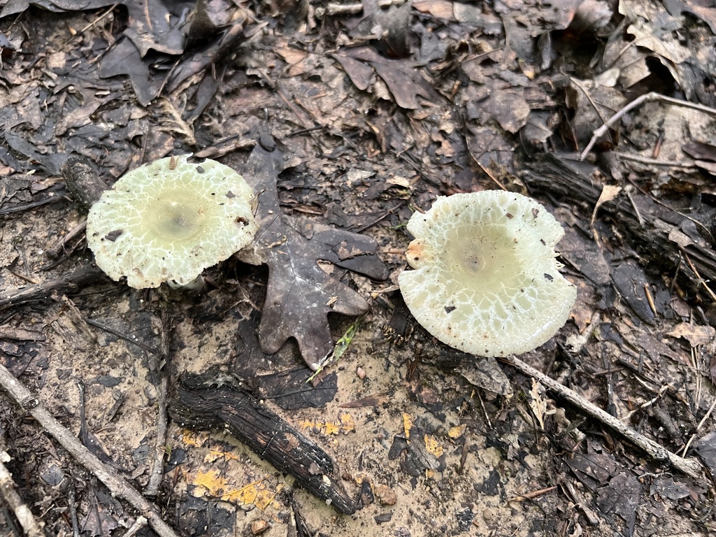 Blue-green Cracking Russula in August 2022 by Brian Hunt · iNaturalist