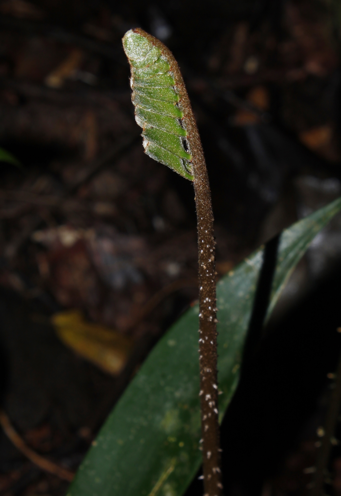 Zamia amazonum D.W.Stev.
