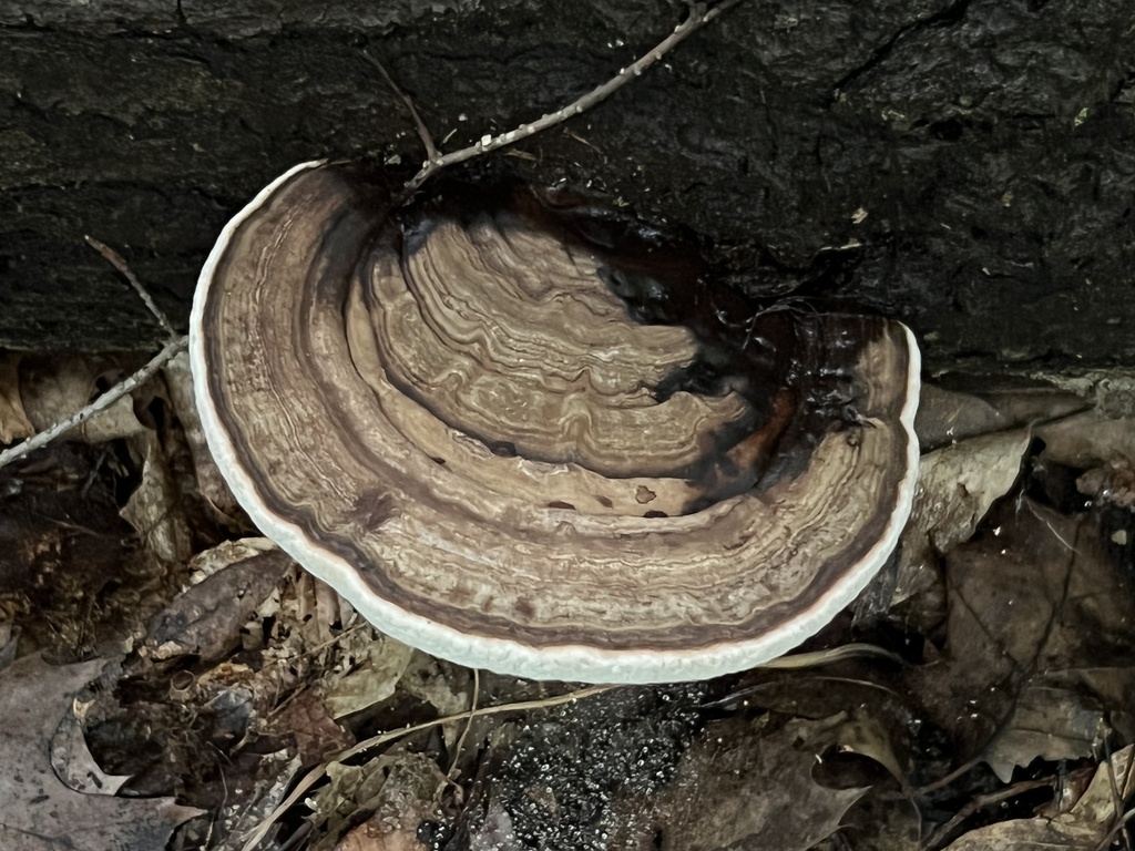 artist's bracket in August 2022 by Brian Hunt · iNaturalist