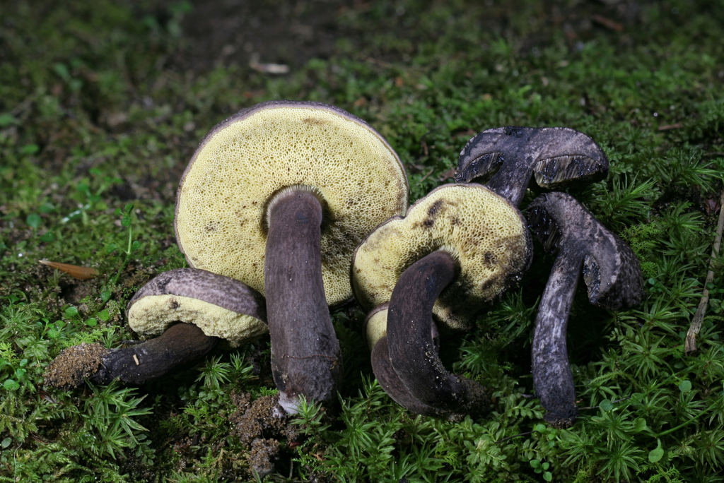 Tylopilus from Graham County, NC, USA on July 18, 2022 by Jacob ...
