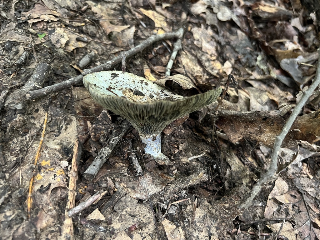 indigo milk cap in August 2022 by Brian Hunt · iNaturalist