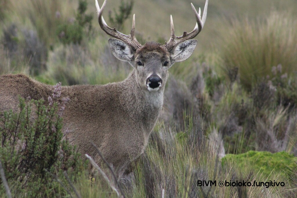 Ecuador White-tailed Deer from Cantón Archidona, Ecuador on December 10 ...