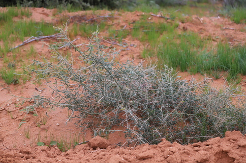 Subspecies Acacia victoriae arida · iNaturalist