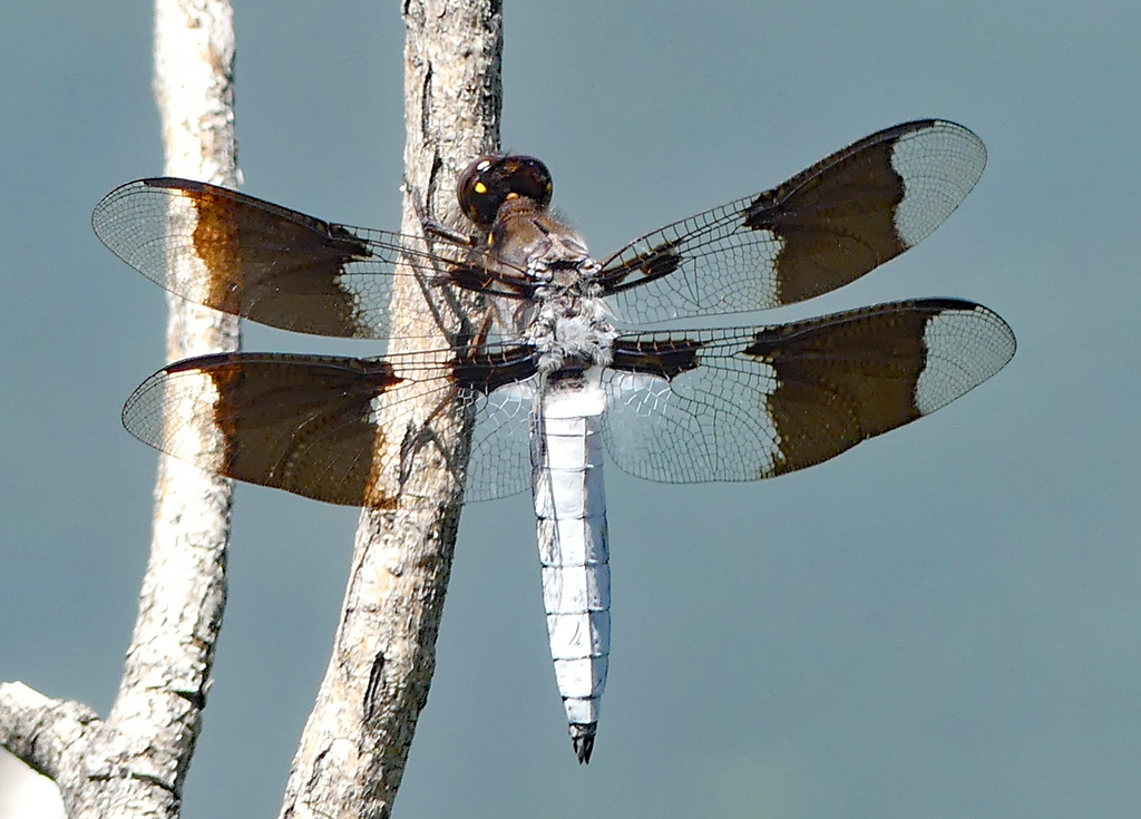 Common Whitetail from Belmar Park, Lakewood, CO, USA on August 09, 2022 ...