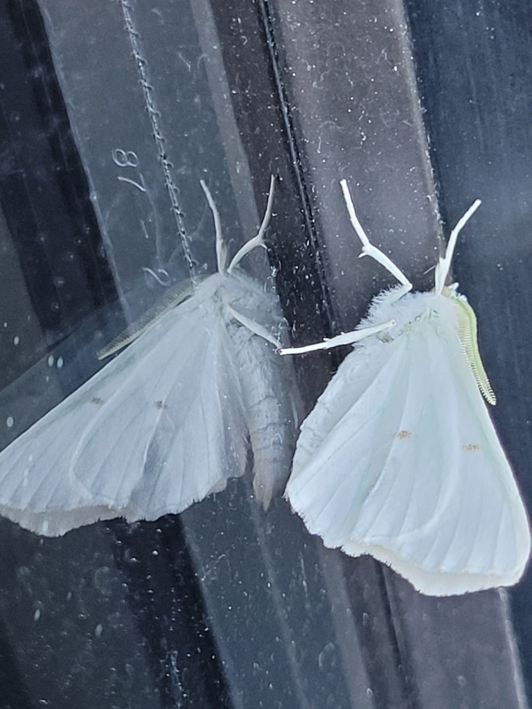 Elm Spanworm Moth from Columbia, MD, USA on June 29, 2022 at 06:53 AM by smuller. https ...