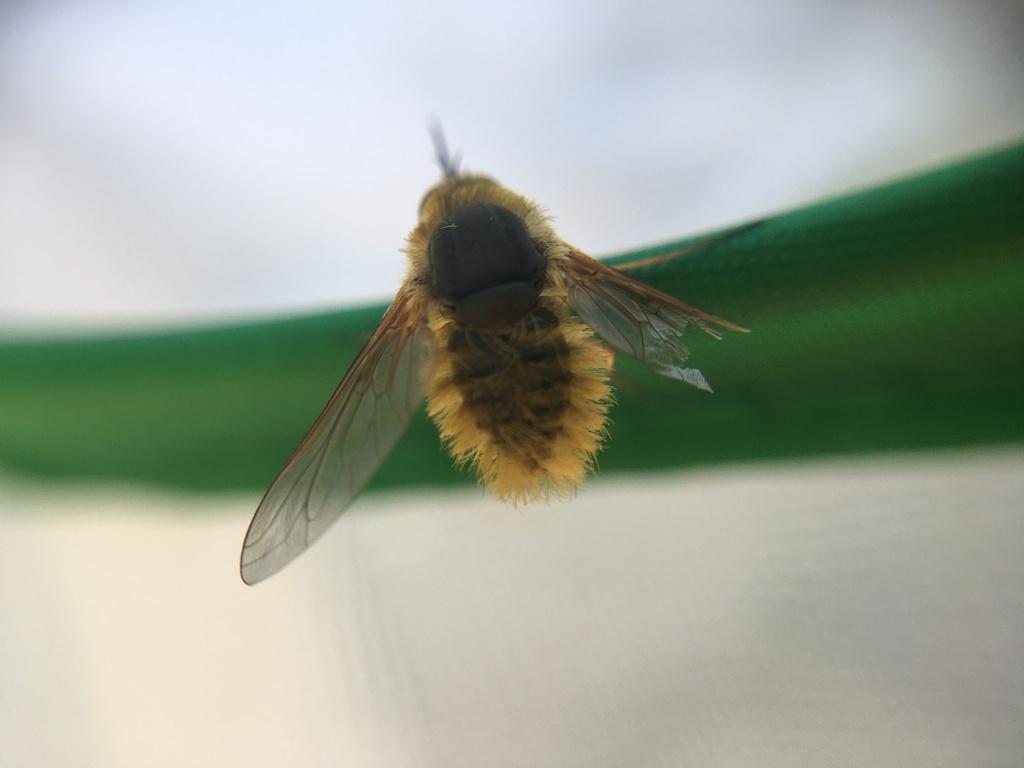 grasshopper bee fly from Dayton's Bluff, Saint Paul, MN, US on August ...