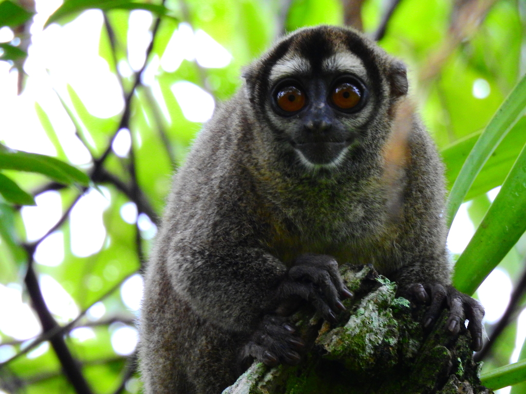 Grey-handed Night Monkey (Mammals SW Colombia) · iNaturalist