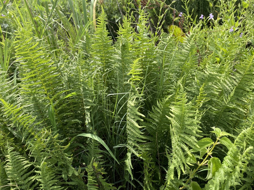 marsh fern from Virginia, IL, US on August 9, 2022 at 10:43 AM by Paul ...