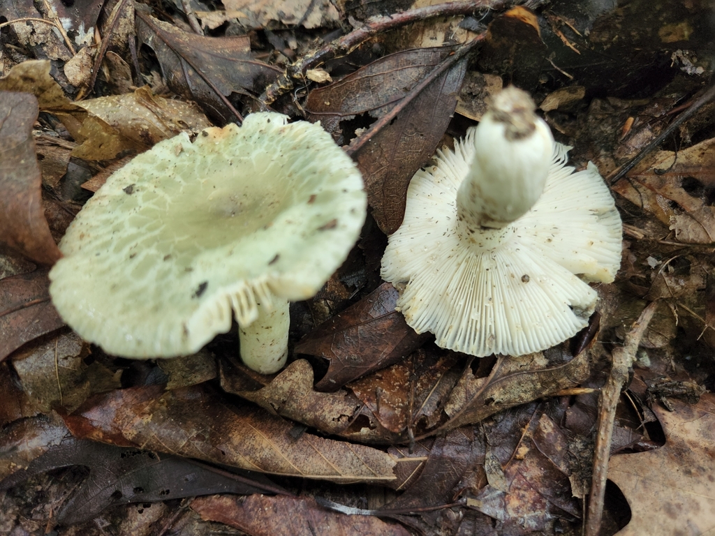 Blue-green Cracking Russula from Brown County, US-IN, US on August 9 ...
