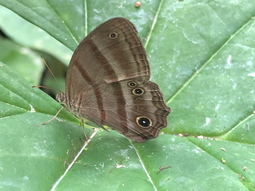Satyrotaygetis tiessa from San Miguel des los Bancos, Pichincha, EC on ...