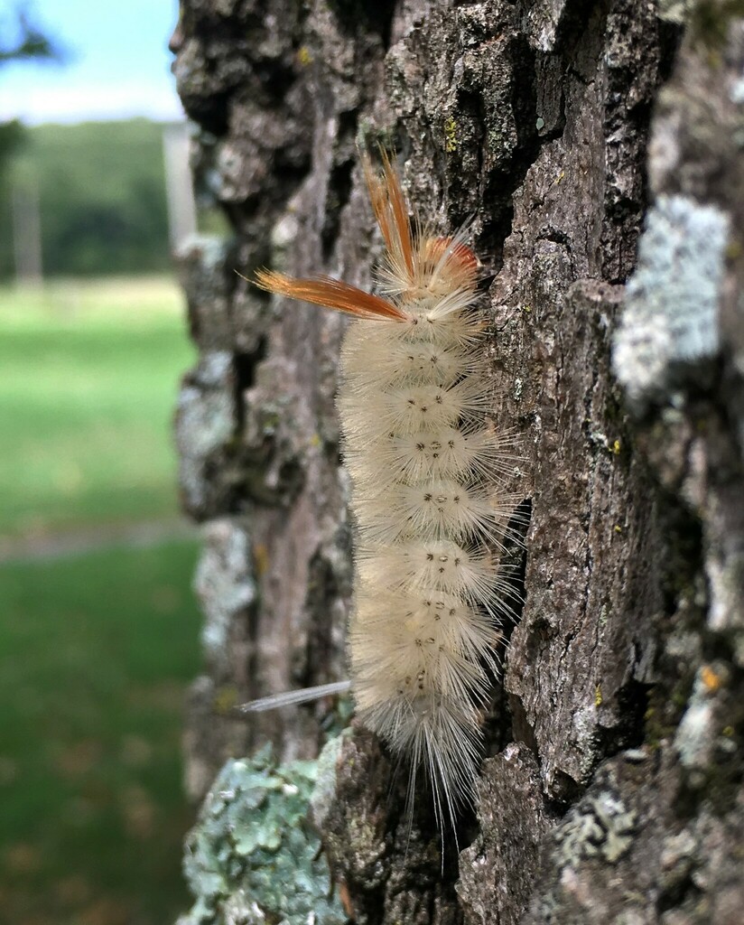 Sycamore Tussock Moth from Washington County, AR, USA on August 09 ...