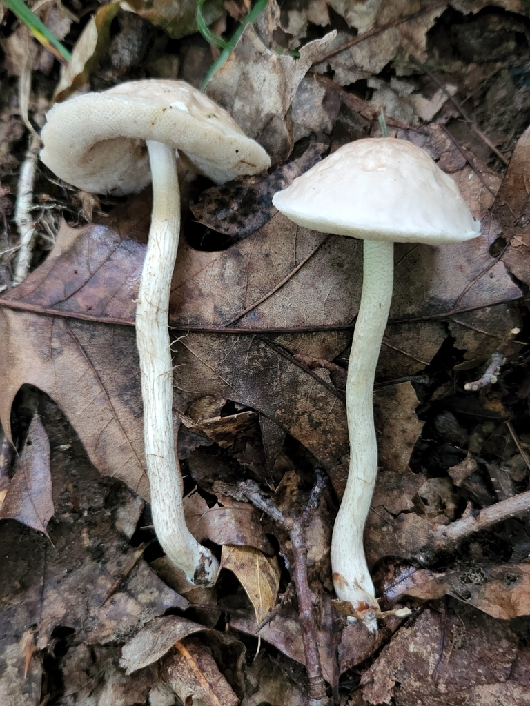 Leccinellum albellum from Brown County, US-IN, US on August 9, 2022 at ...