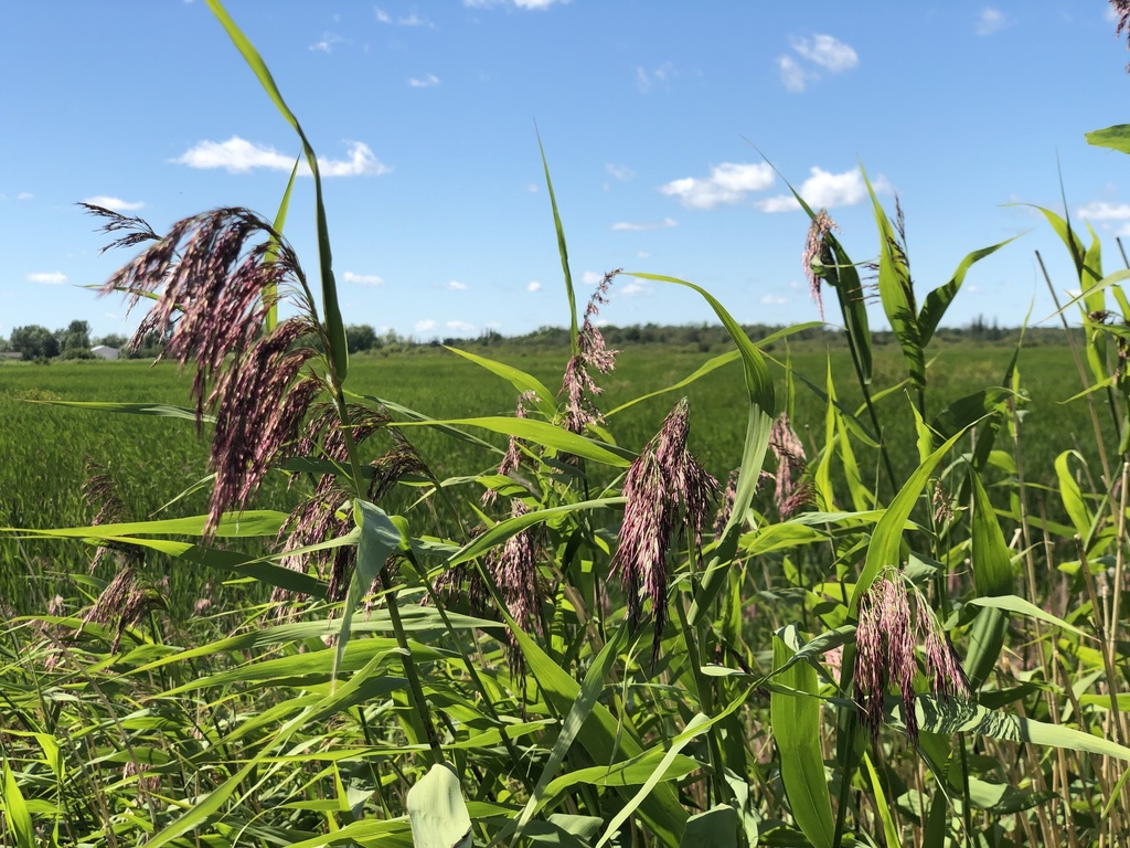 Common Reeds from Gimli, MB, CA on August 09, 2022 at 02:09 PM by ...