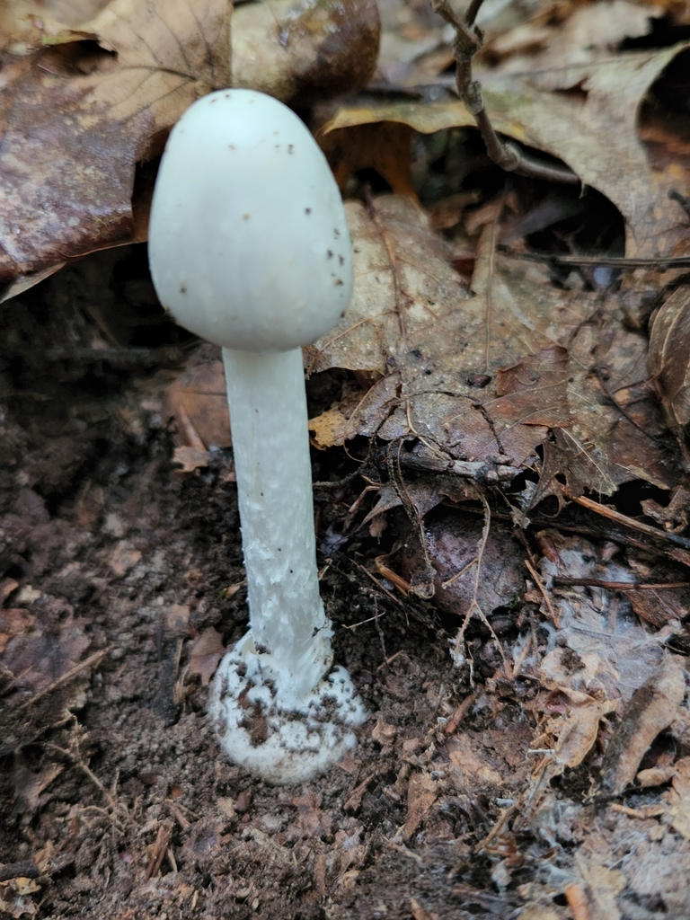 Eastern North American Destroying Angel from Brown County, US-IN, US on ...
