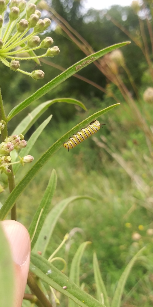 Monarch in August 2022 by jim · iNaturalist