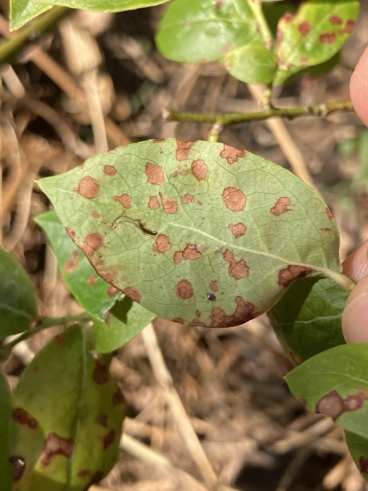 Wild Blueberry Septoria Leaf Spot