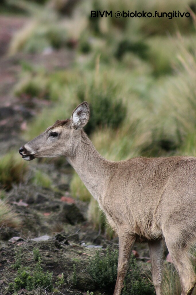 Ecuador White-tailed Deer from Cantón Archidona, Ecuador on December 12 ...