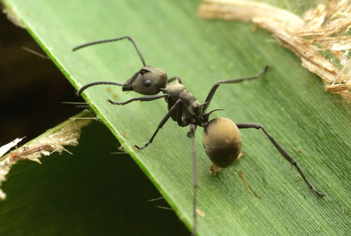 Complex Polyrhachis dives · iNaturalist
