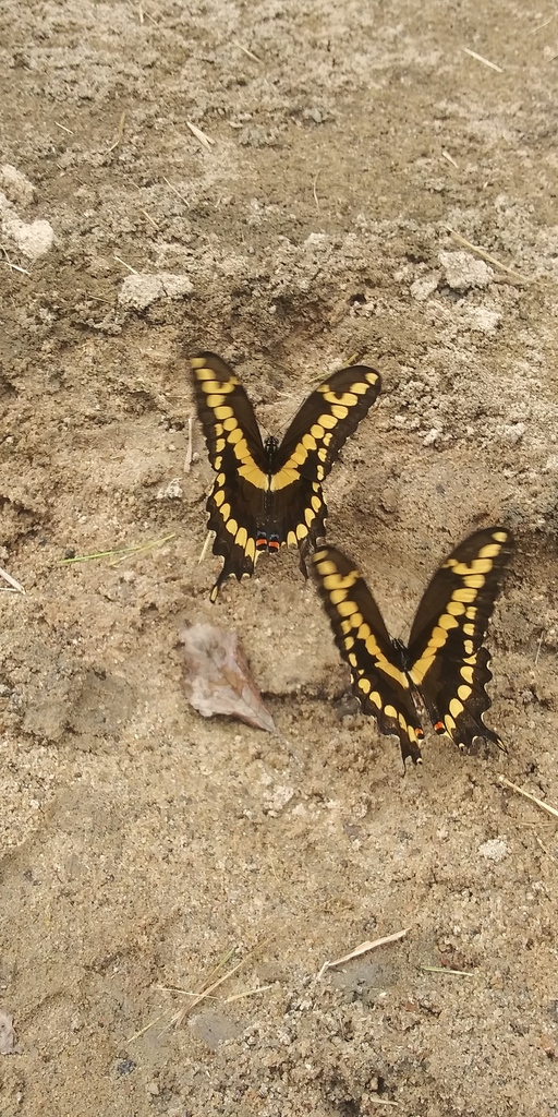 Eastern Giant Swallowtail in August 2022 by jim · iNaturalist
