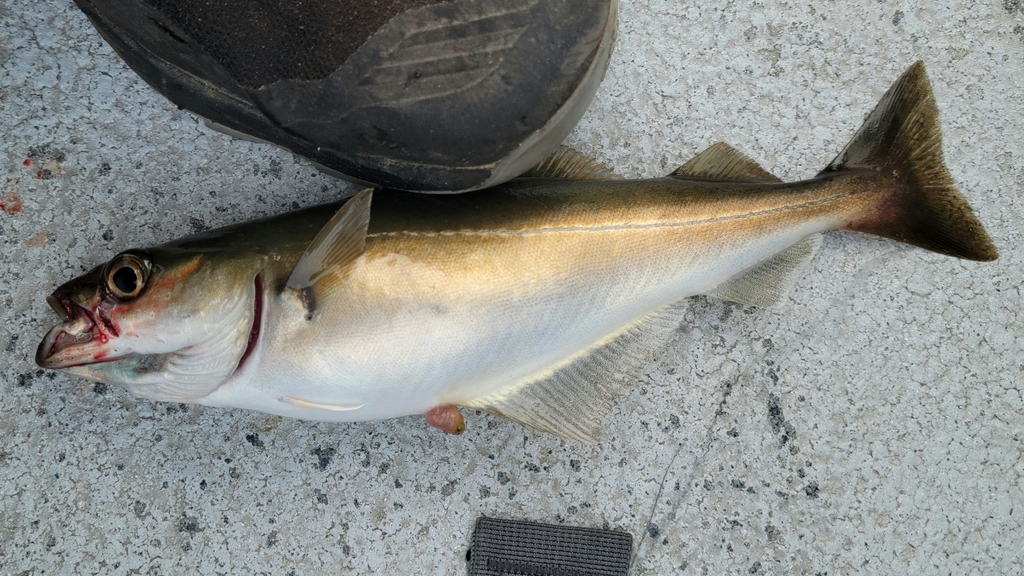 Pollock from Winter Harbor, ME, USA on August 9, 2022 at 05:07 PM by ...