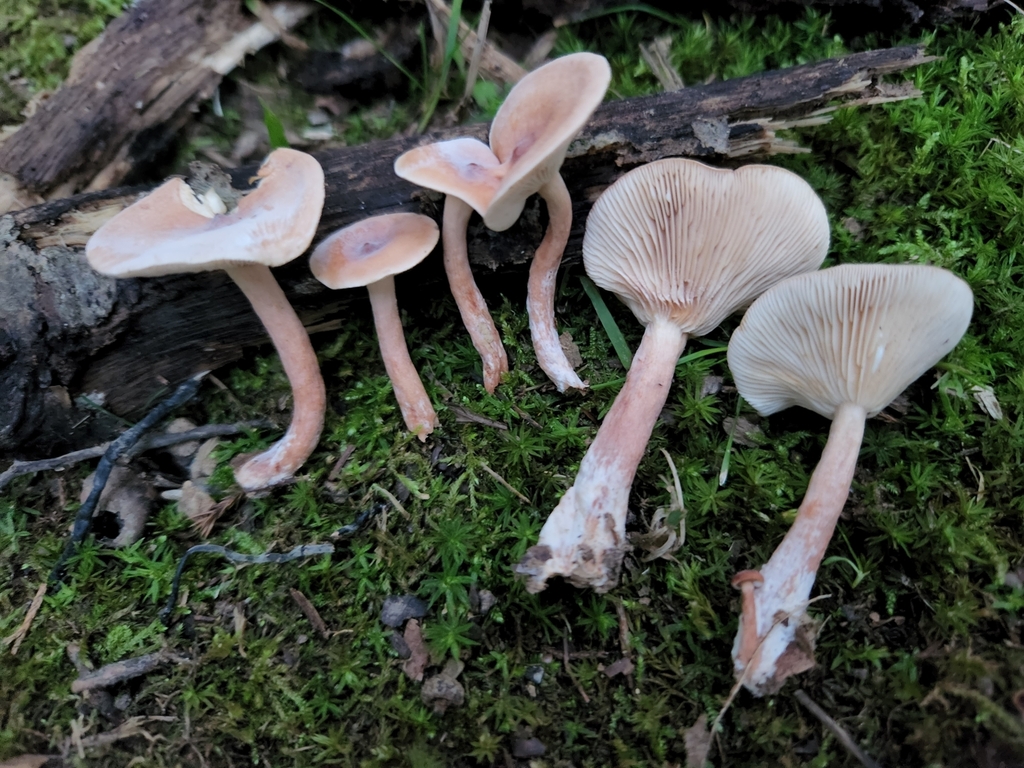 Common Milkcaps from Eckerty, IN 47116, USA on August 09, 2022 at 08:29 ...