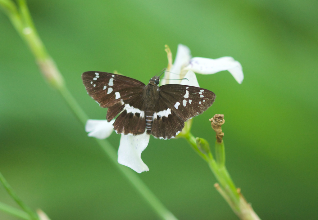 White-banded Flat from Huairou District, Beijing, China on August 09 ...