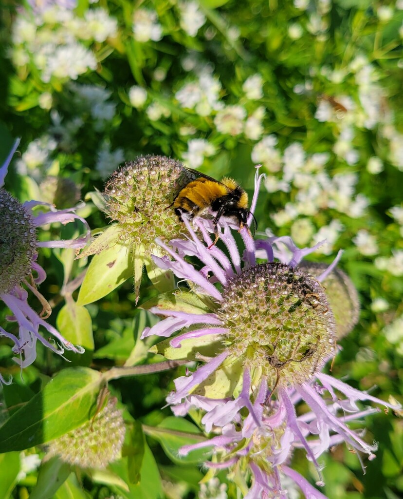 Northern Amber Bumble Bee from 25118 County Rd 17, Winona, MN 55987 ...