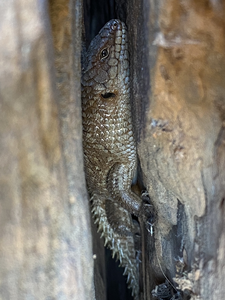 Gidgee Skink from Kanyaka, SA, AU on May 21, 2022 at 12:18 PM by Rob ...
