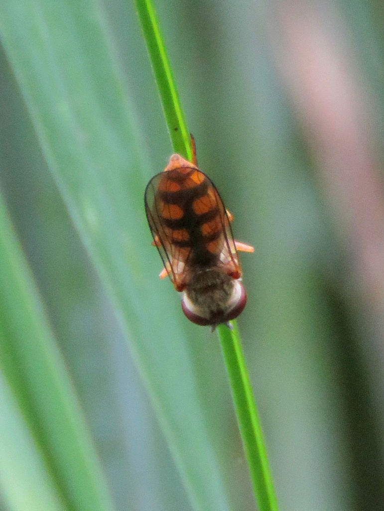 Sedgesitters from Maumee, OH, USA on August 09, 2022 at 02:14 PM by ...