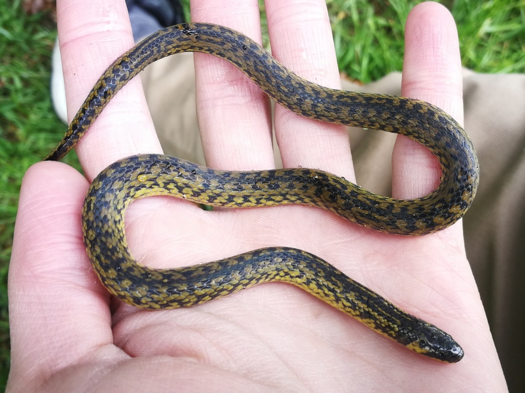Thickhead Ground Snake from University City of Bogotá, Teusaquillo ...
