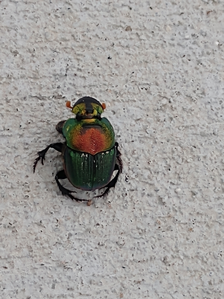 Rainbow Scarab from Jackson Township, IN, USA on August 9, 2022 at 05: ...