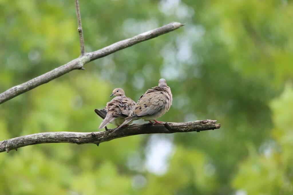 Mourning Dove from Cuyahoga Falls, OH, USA on August 09, 2022 at 06:48 ...