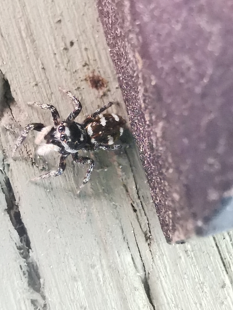 Zebra Jumping Spider in August 2022 by kiariana · iNaturalist
