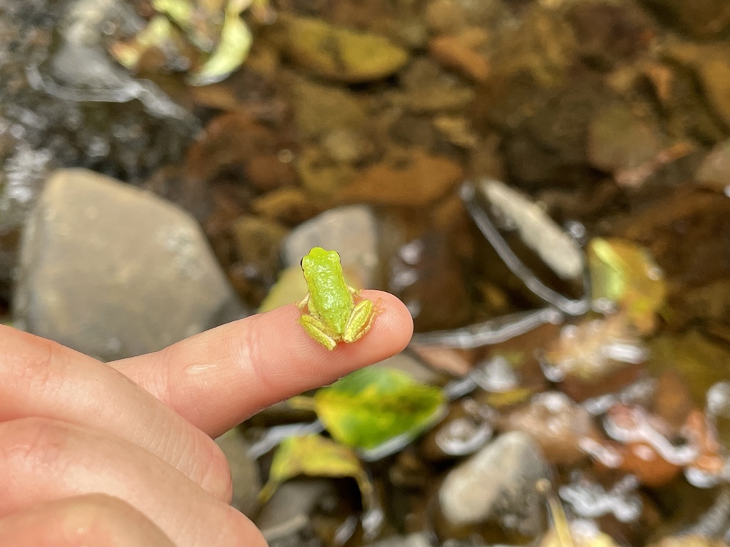 Northern Pacific Tree Frog from Del Norte Coast Redwoods State Park ...