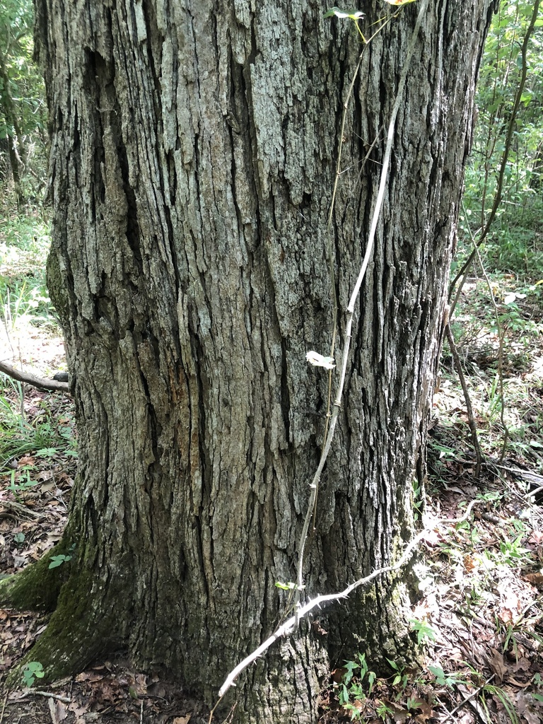 Bluff Oak from Columbus, MS, US on August 9, 2022 at 12:25 PM by John ...