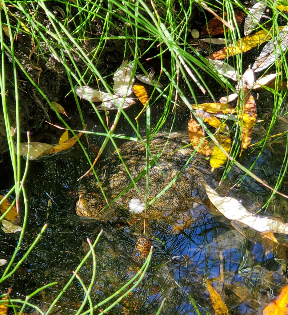 Western Pond Turtle from American Canyon Creek, American Canyon, CA ...
