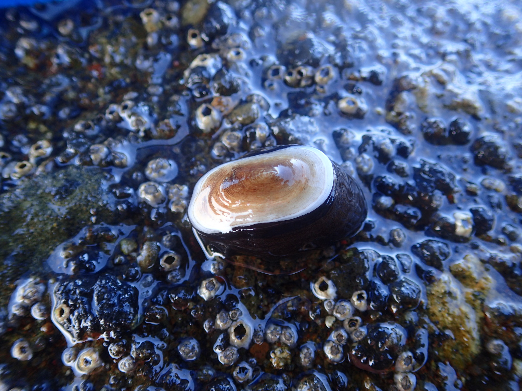 Scutus sinensis (Blainville, 1825)