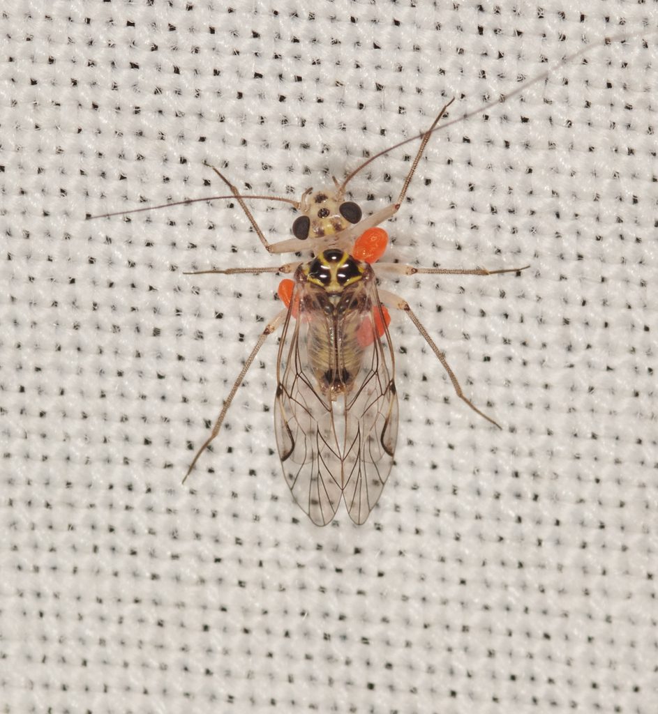 Psocomorpha from Lucas County, OH, USA on August 05, 2022 at 10:08 PM ...